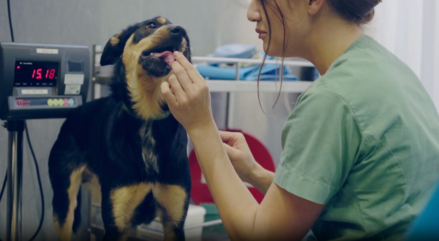 Dog Bar Charlotte - Pawfect Pals